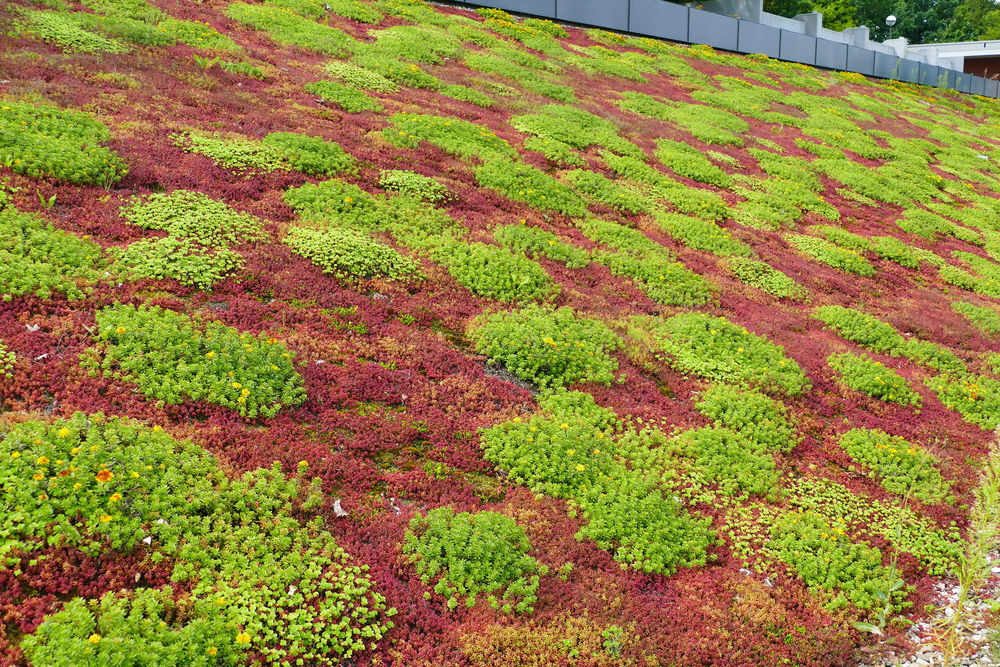 Quelles plantes pour mon toit végétal ? Nos conseils